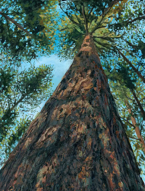 Mother Tree - Fine Art Prints - Erin Stagg Fine Art